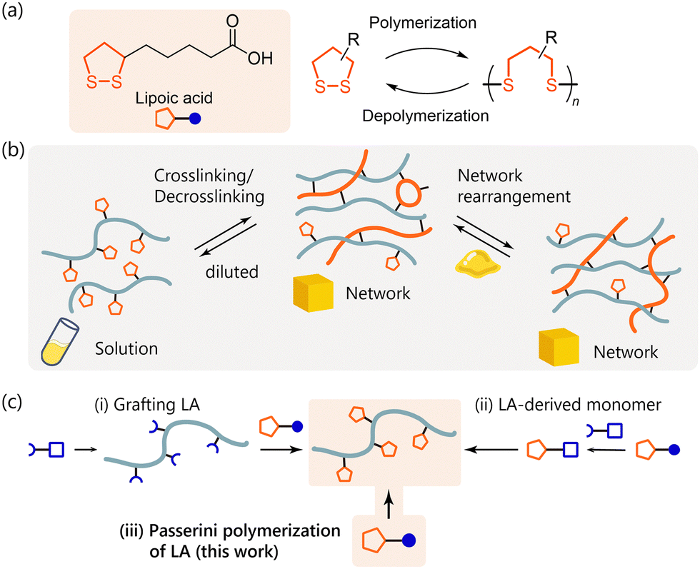 Passerini polymerization of α-lipoic acid for dynamically crosslinking ...