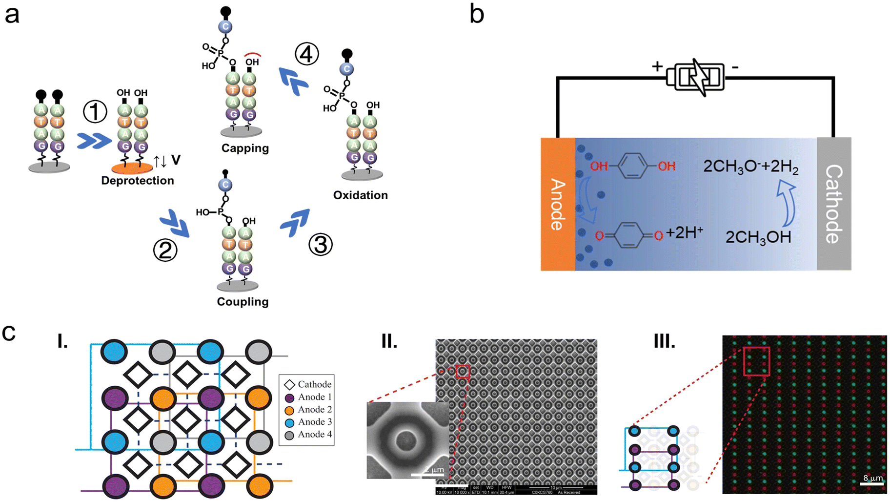 High-throughput DNA synthesis for data storage - Chemical Society Reviews (RSC Publishing) DOI ...