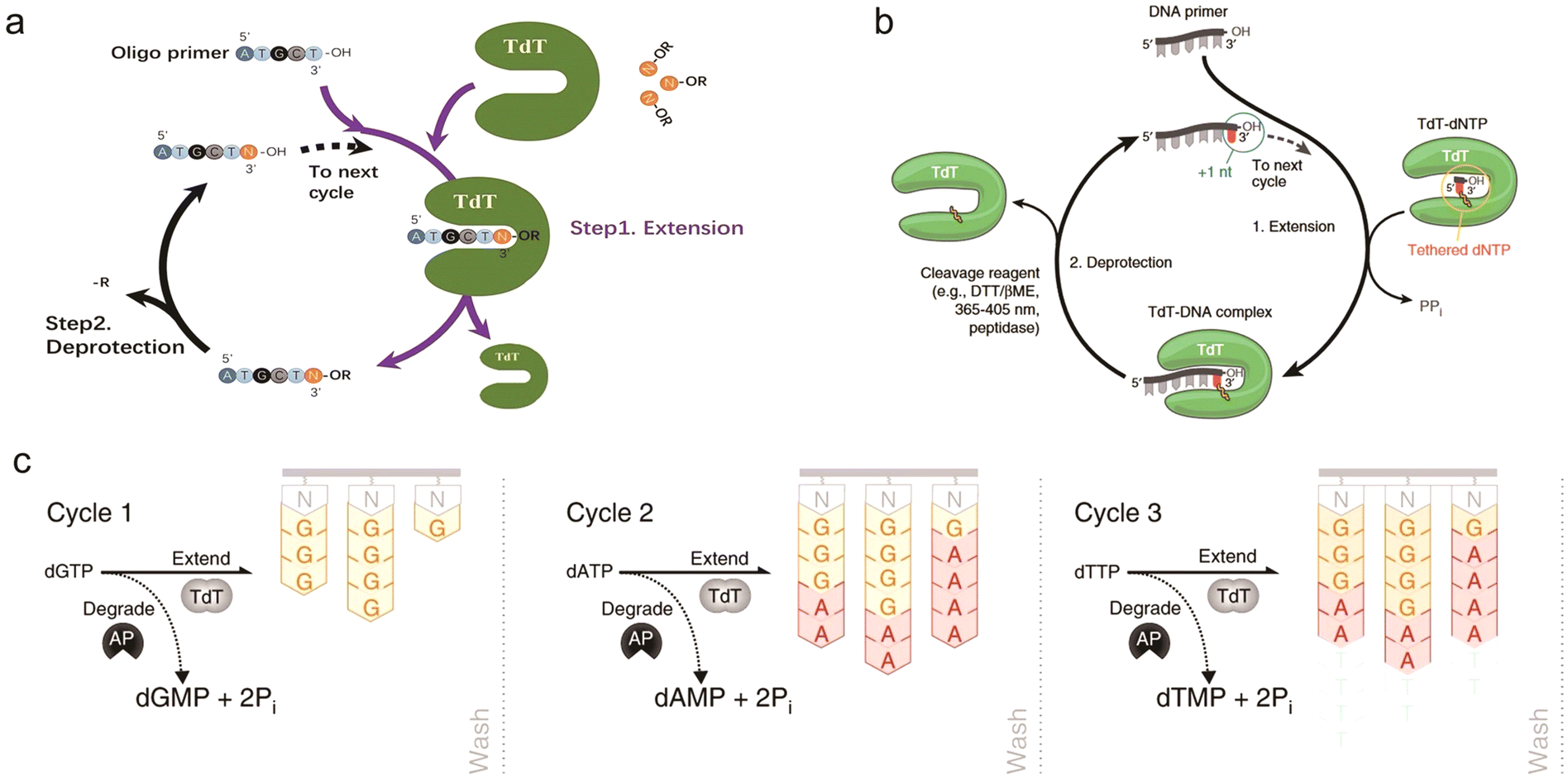High-throughput DNA synthesis for data storage - Chemical Society ...