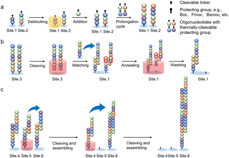 High-throughput DNA synthesis for data storage - Chemical Society ...