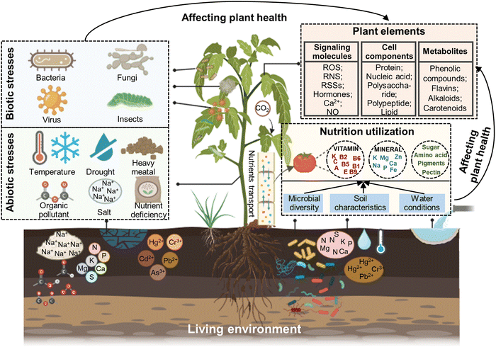 Fluorescent chemosensors facilitate the visualization of plant health ...