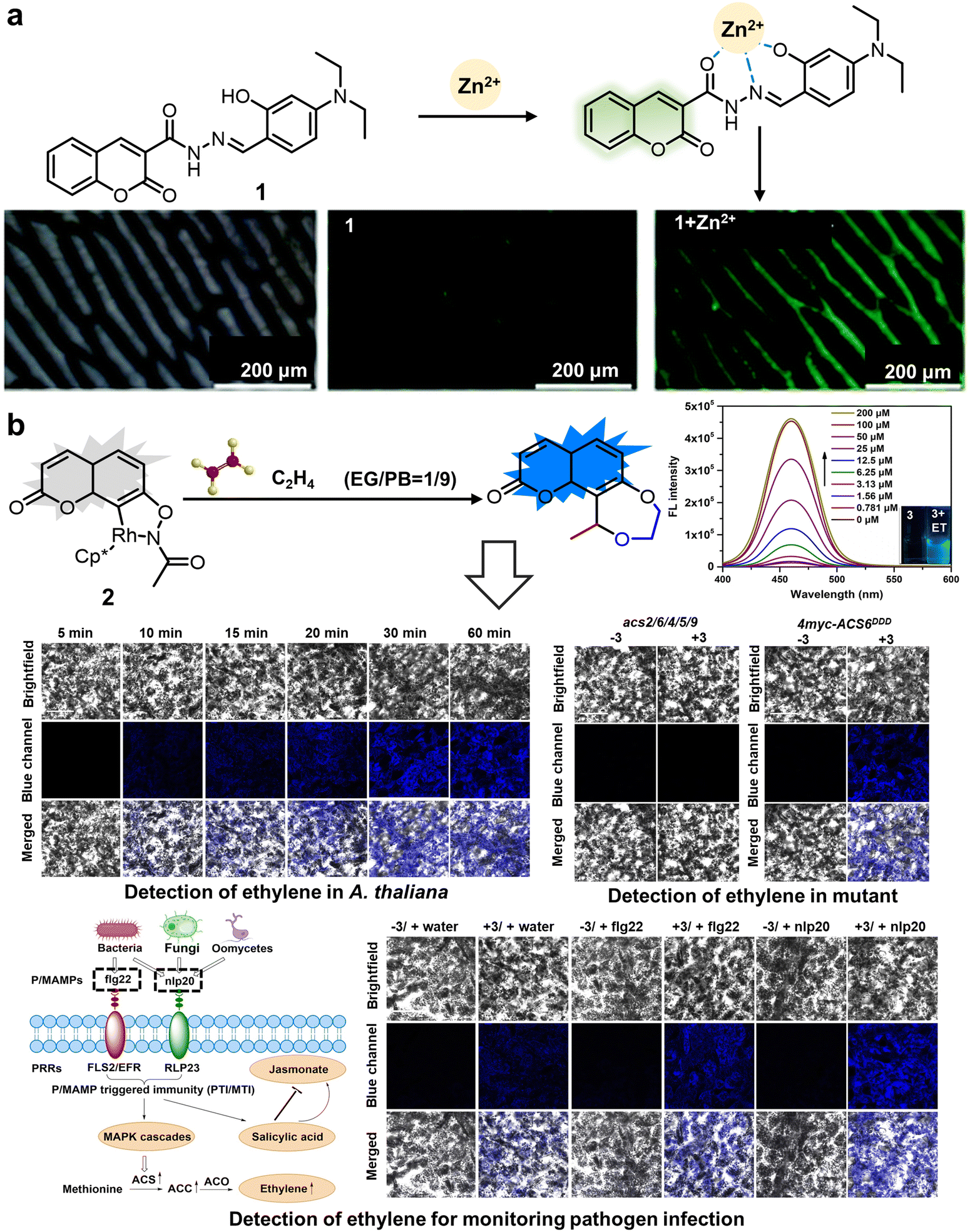Fluorescent chemosensors facilitate the visualization of plant health and their living ...