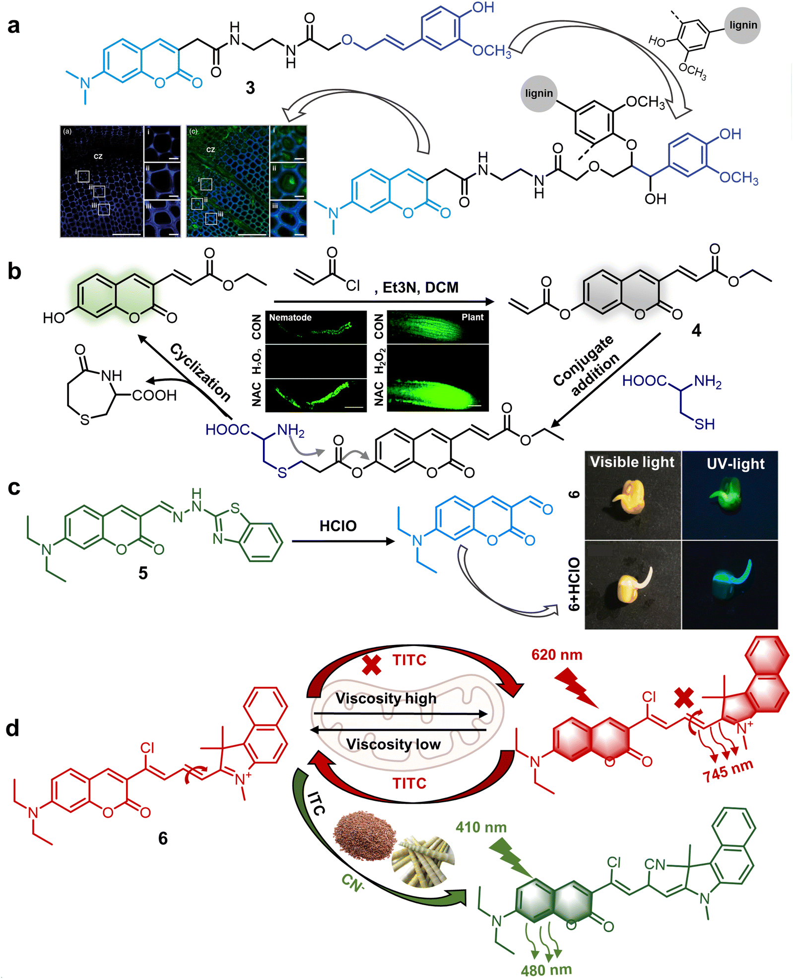 Fluorescent chemosensors facilitate the visualization of plant health and their living ...