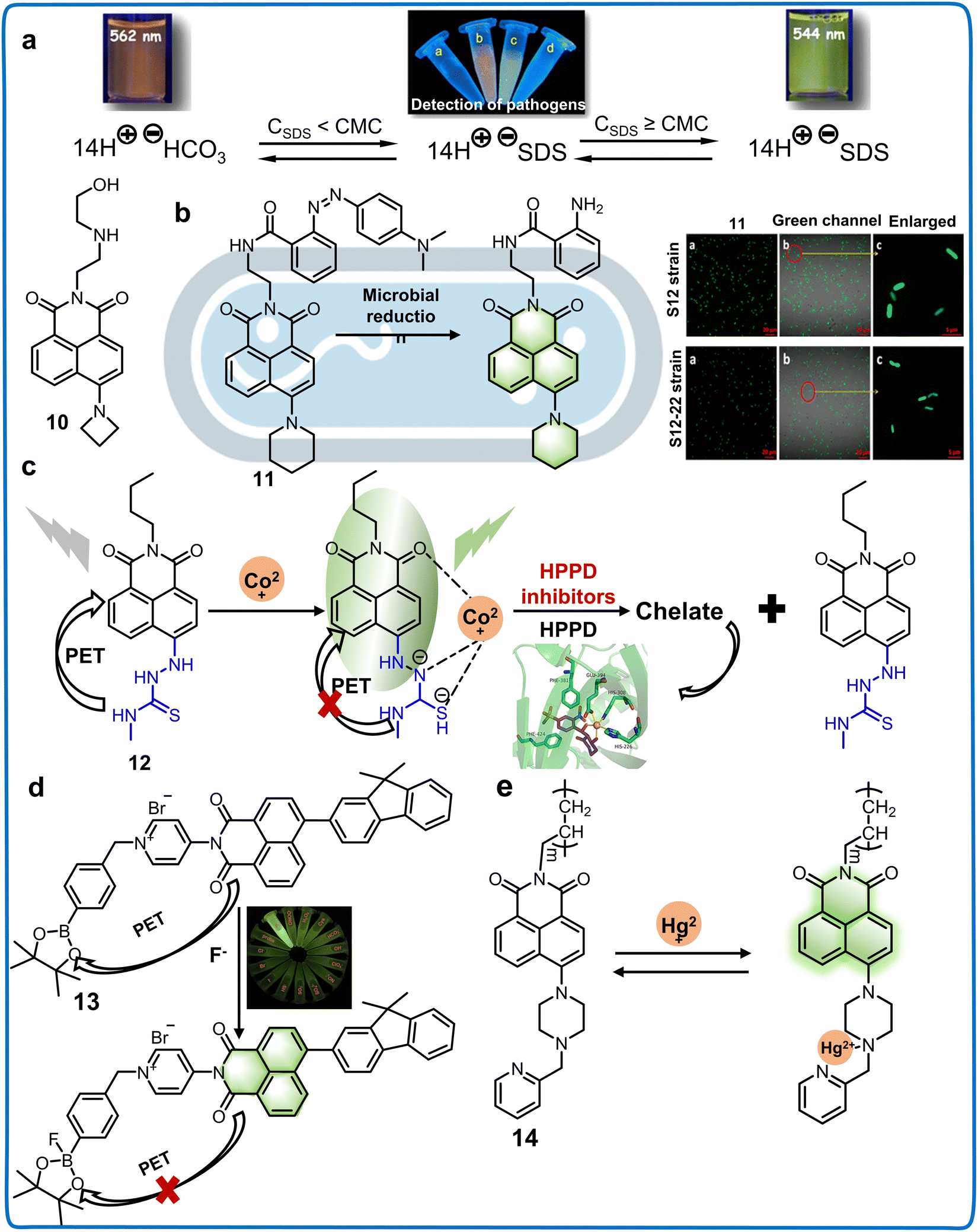 Fluorescent chemosensors facilitate the visualization of plant health and their living ...