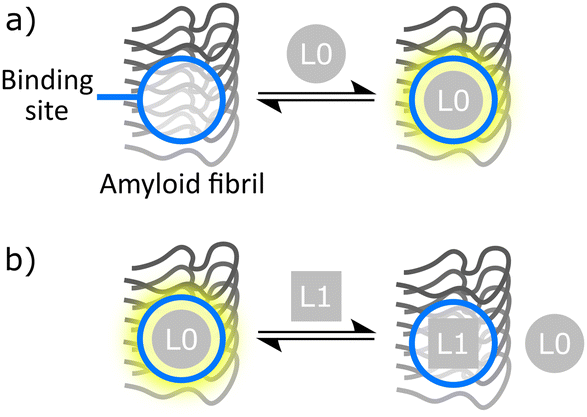 A closer look at amyloid ligands, and what they tell us about protein ...