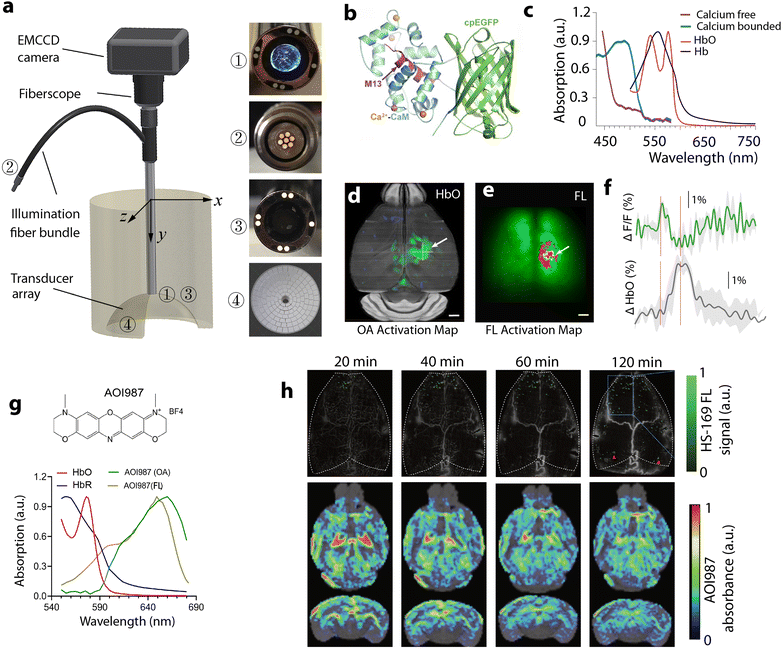 Multimodal optoacoustic imaging: methods and contrast materials ...