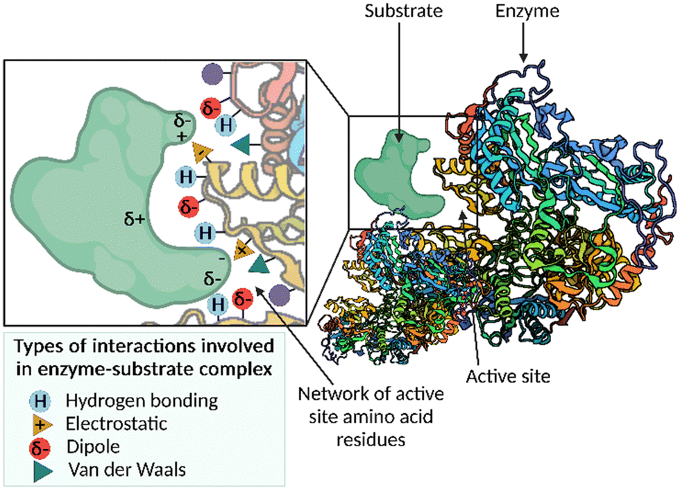 Biocatalysis: landmark discoveries and applications in chemical ...