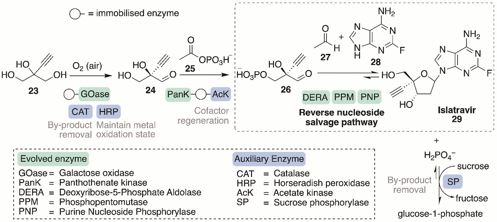 Biocatalysis: landmark discoveries and applications in chemical ...