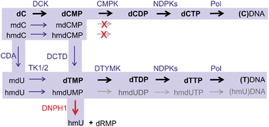 5-Hydroxymethylcytosine: the many faces of the sixth base of mammalian ...