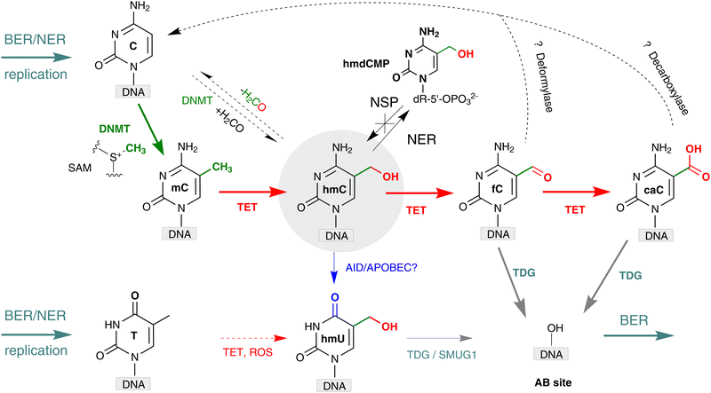 5-Hydroxymethylcytosine: the many faces of the sixth base of mammalian ...