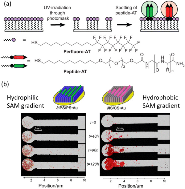 Peptide-based self-assembled monolayers (SAMs): what peptides can do for SAMs and vice versa ...
