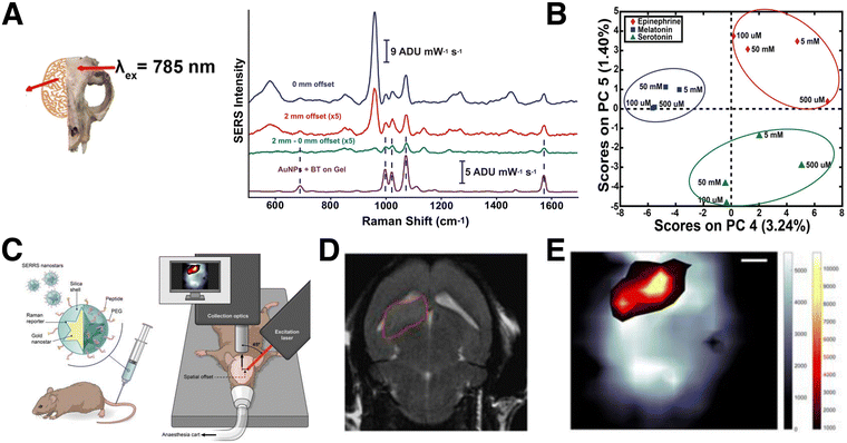 SERS in 3D cell models: a powerful tool in cancer research - Chemical ...