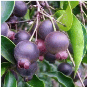 Potential of Brazilian berries in developing innovative, healthy, and ...