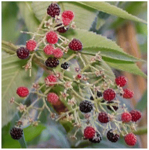 Potential of Brazilian berries in developing innovative, healthy, and ...