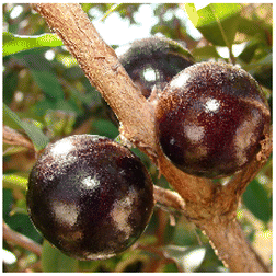 Potential of Brazilian berries in developing innovative, healthy, and ...