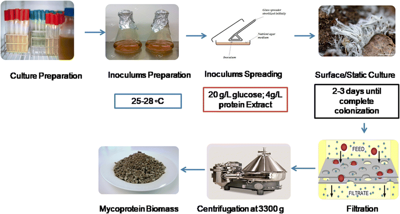 Mycoprotein: production and nutritional aspects: a review - Sustainable ...