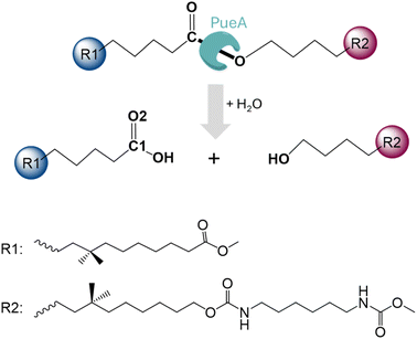 Computational study of the mechanism of a polyurethane esterase A (PueA ...
