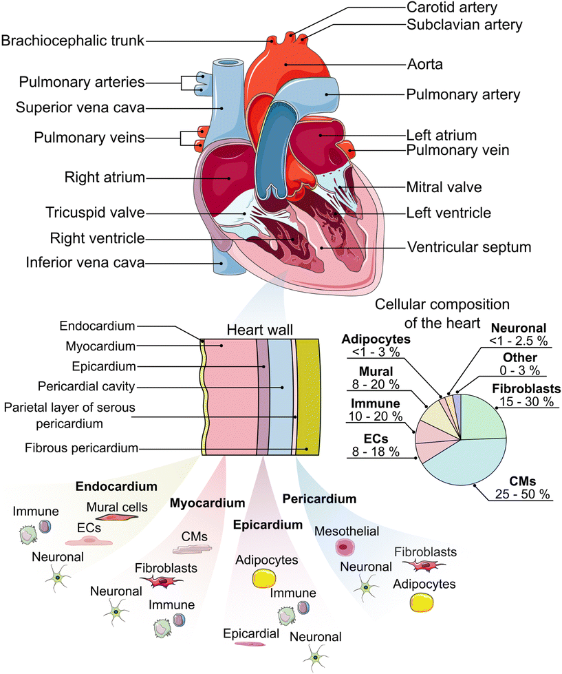 Heart-on-a-chip systems: disease modeling and drug screening ...