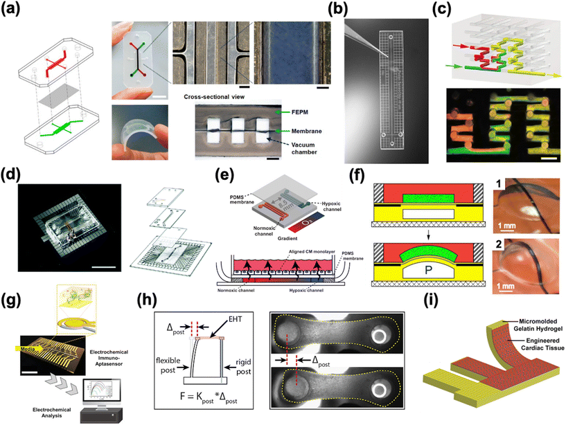 Heart-on-a-chip systems: disease modeling and drug screening ...