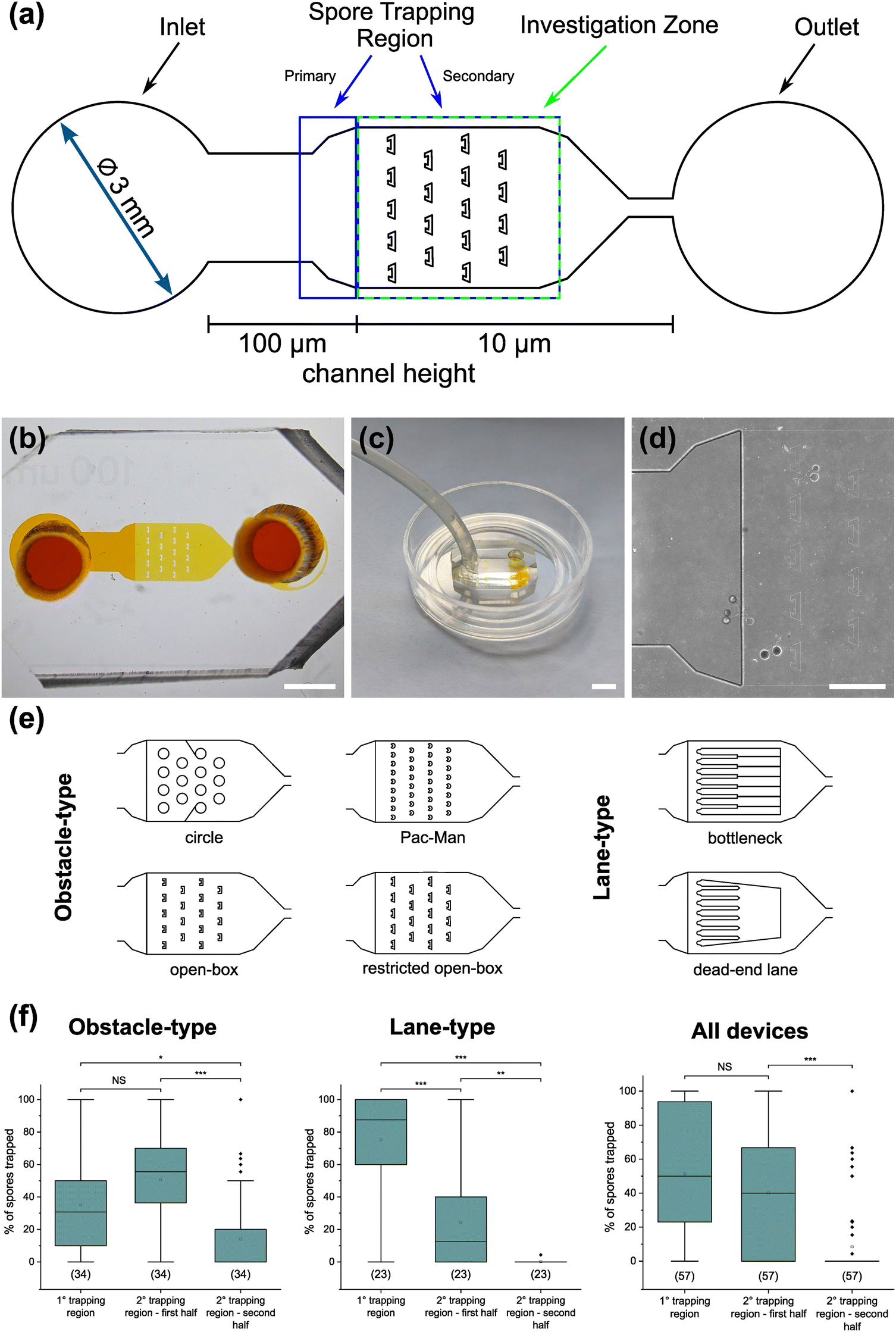 AMF-SporeChip provides new insights into arbuscular mycorrhizal fungal asymbiotic hyphal growth ...