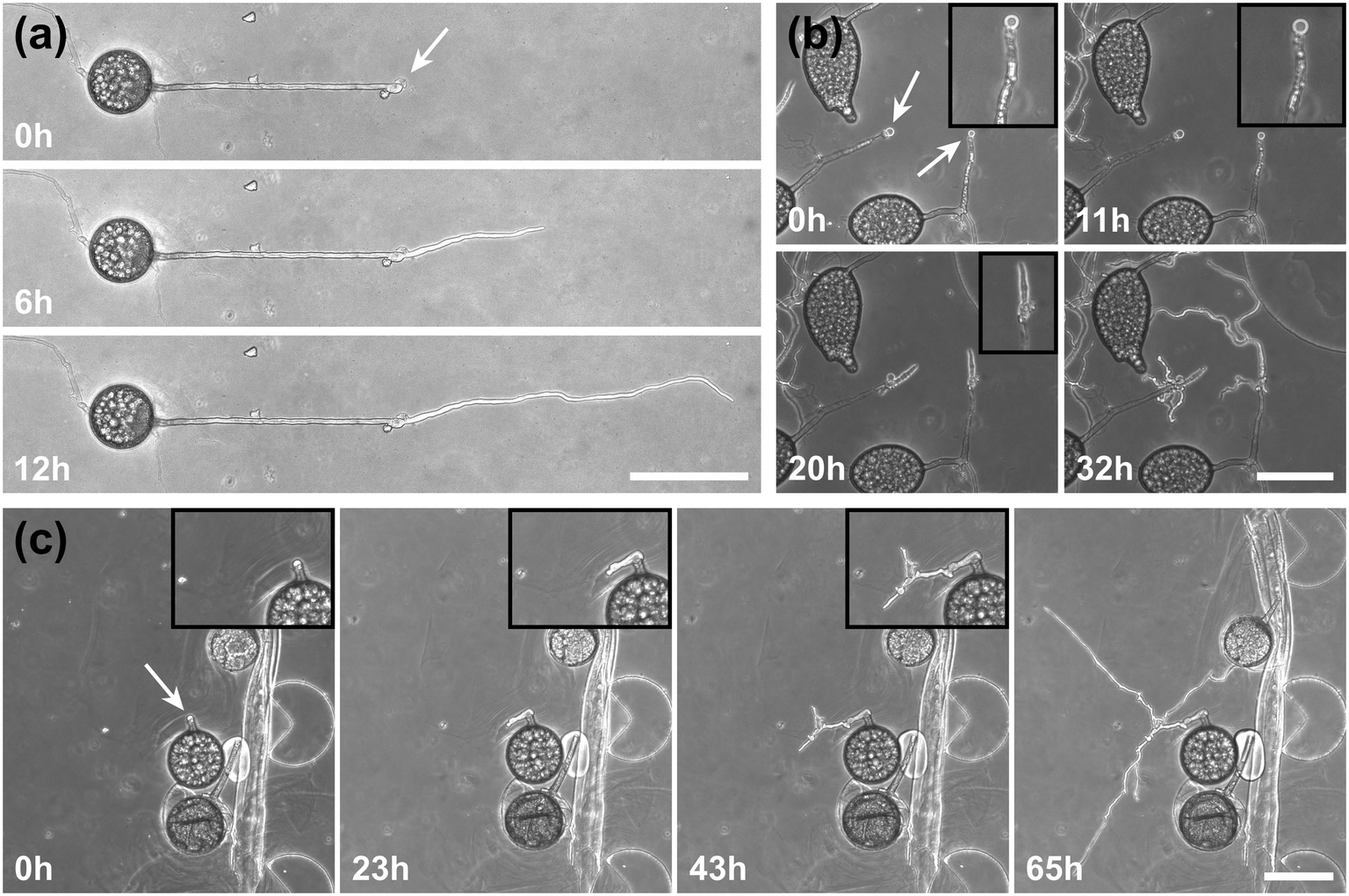 AMF-SporeChip provides new insights into arbuscular mycorrhizal fungal asymbiotic hyphal growth ...