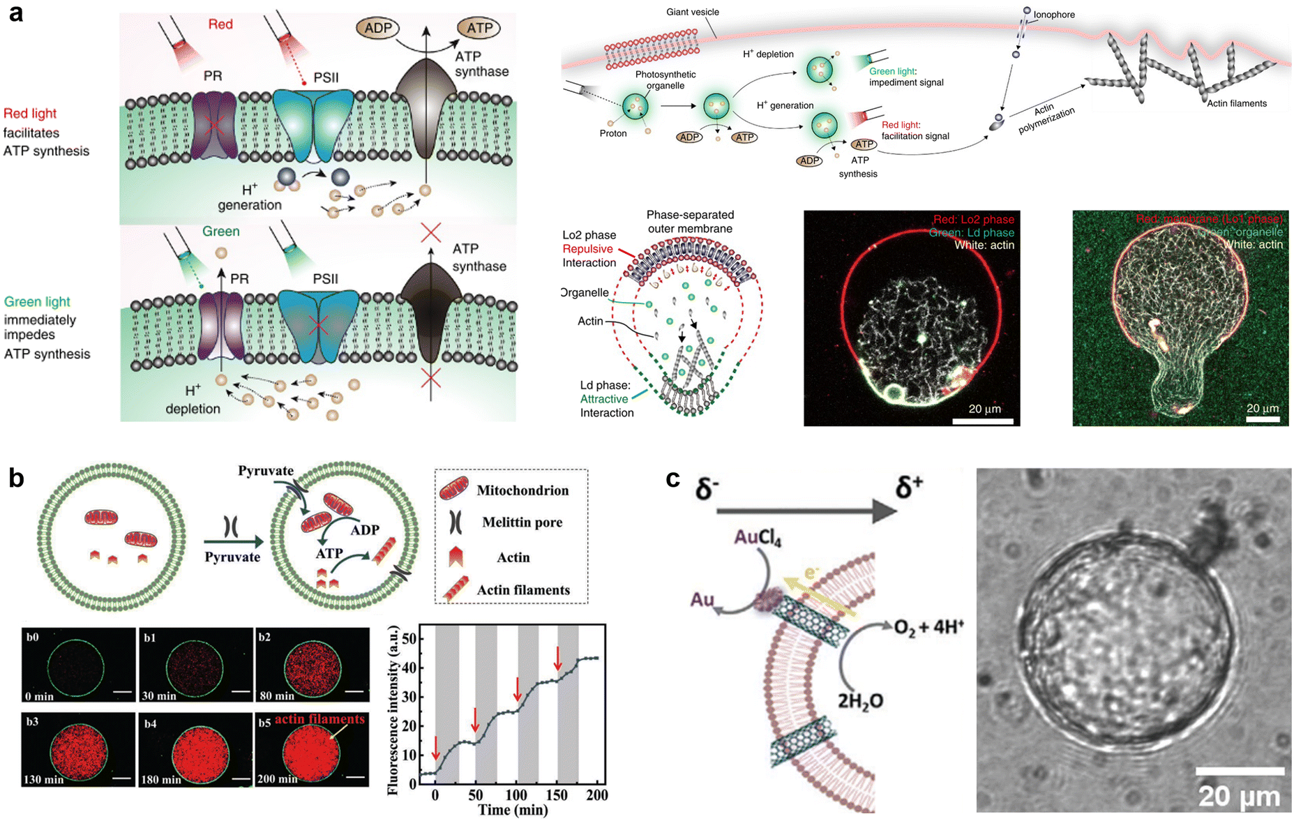 Lipid vesicle-based molecular robots - Lab on a Chip (RSC Publishing ...