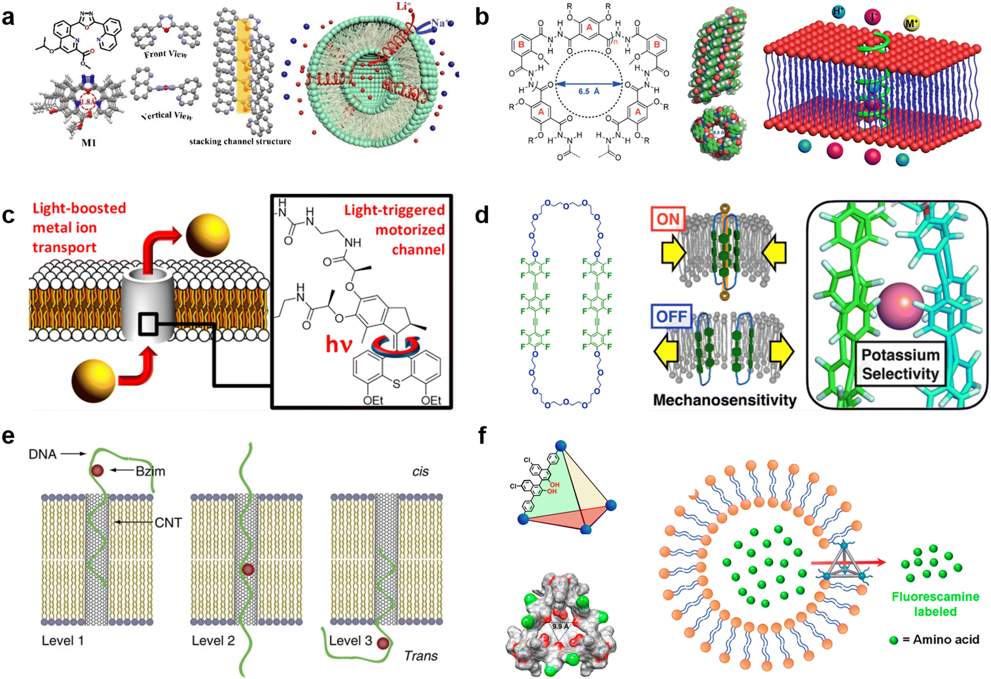 Lipid vesicle-based molecular robots - Lab on a Chip (RSC Publishing ...