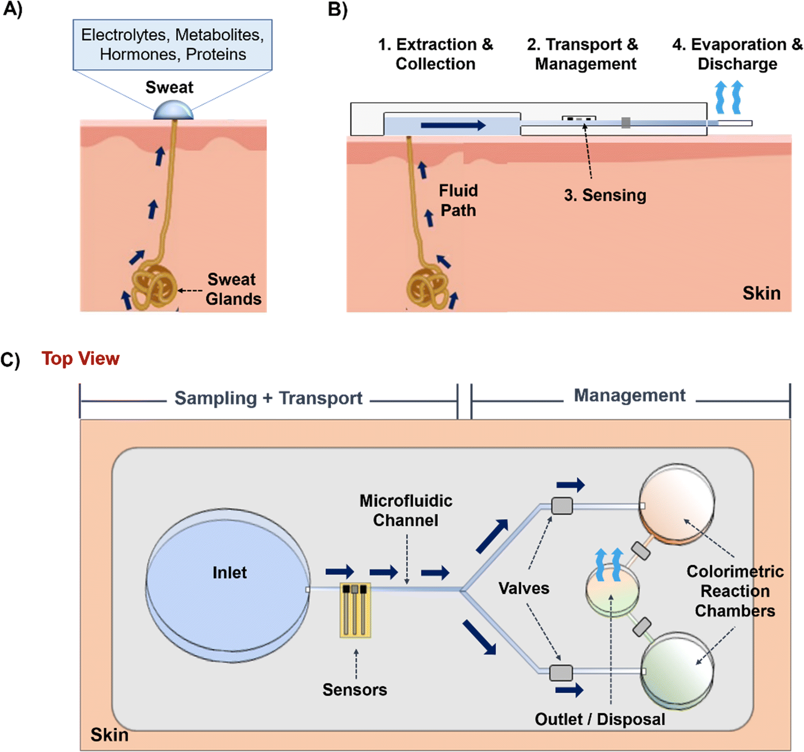 Harvesting and manipulating sweat and interstitial fluid in ...