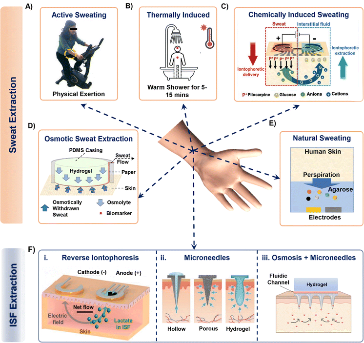 Harvesting and manipulating sweat and interstitial fluid in ...