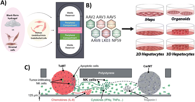 Progress in developing microphysiological systems for biological ...