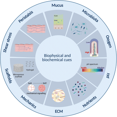 Lab-on-chip technologies for exploring the gut–immune axis in metabolic ...
