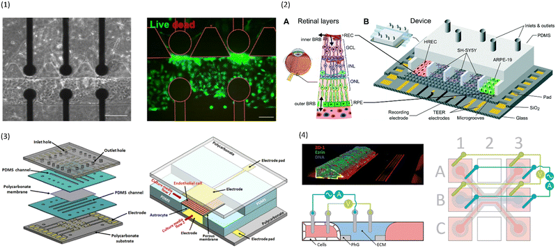 Innovative electrode and chip designs for transendothelial electrical ...