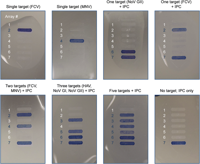 Centrifugal microfluidic system for colorimetric sample-to-answer ...