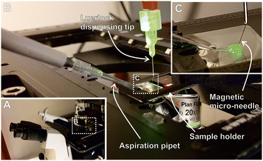 A magnetic microneedle to isolate single immunomagnetically labeled ...