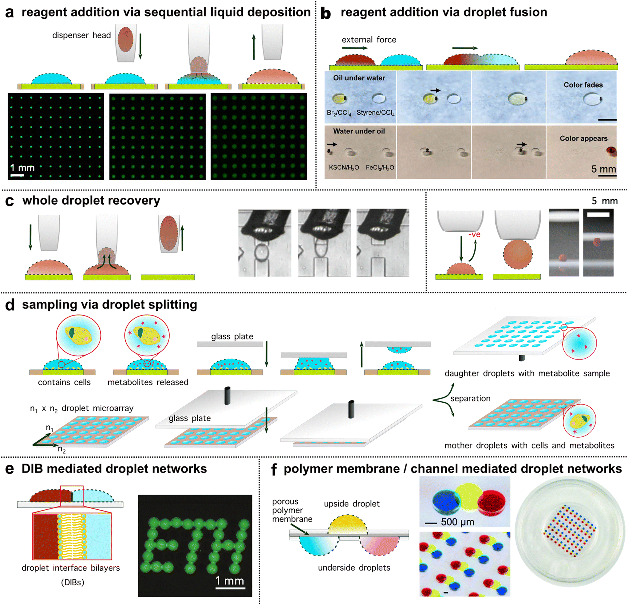 Open microfluidics: droplet microarrays as next generation multiwell ...