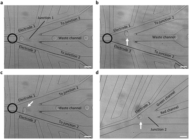 SeParate: multiway fluorescence-activated droplet sorting based on ...