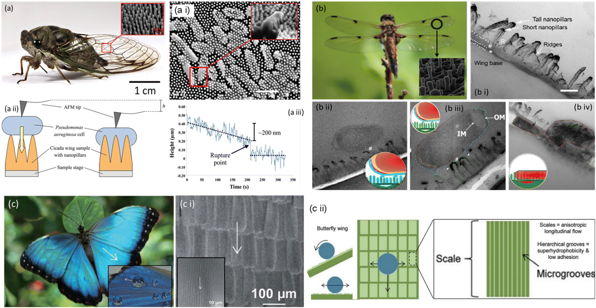 Biological design and inspiration of bactericidal hierarchical ...