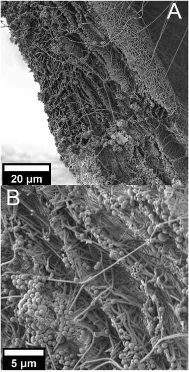Bio-based electrospun polyamide membrane – sustainable multipurpose ...