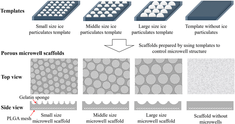 Porous microwell scaffolds for 3D culture of pancreatic beta cells to ...