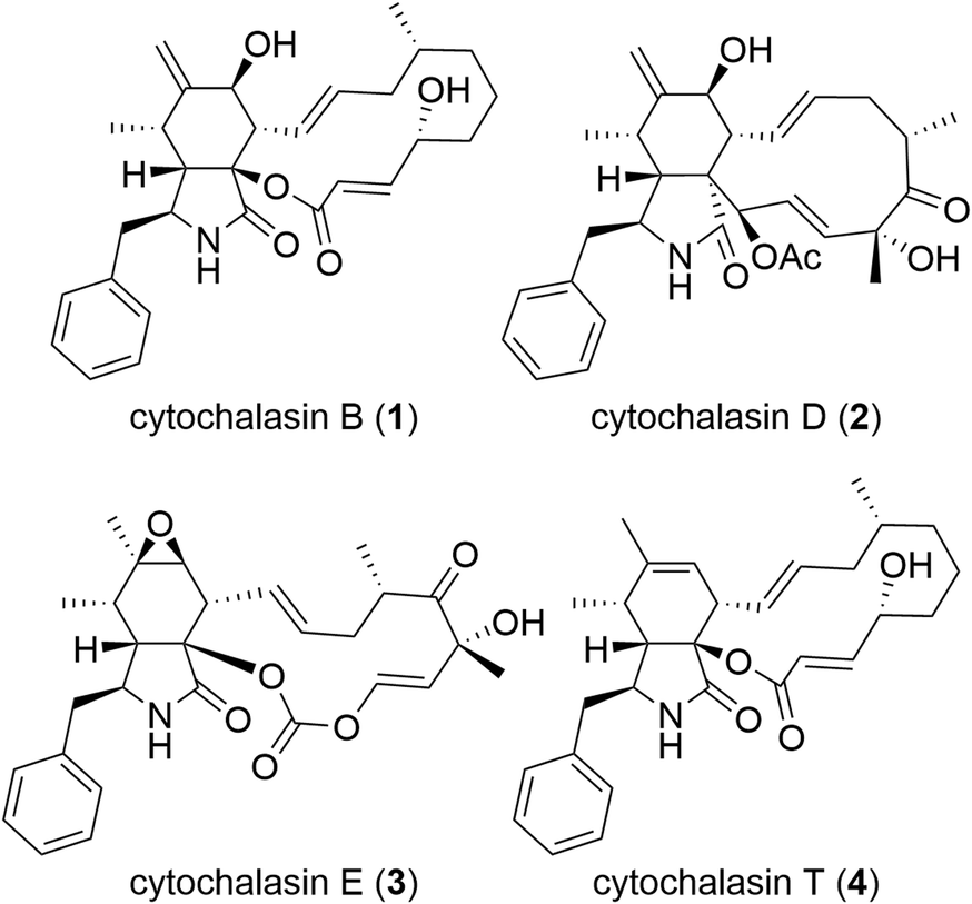 Synthesis and migrastatic activity of cytochalasin analogues lacking a ...