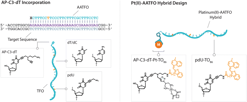 Thiazole orange-carboplatin triplex-forming oligonucleotide (TFO ...