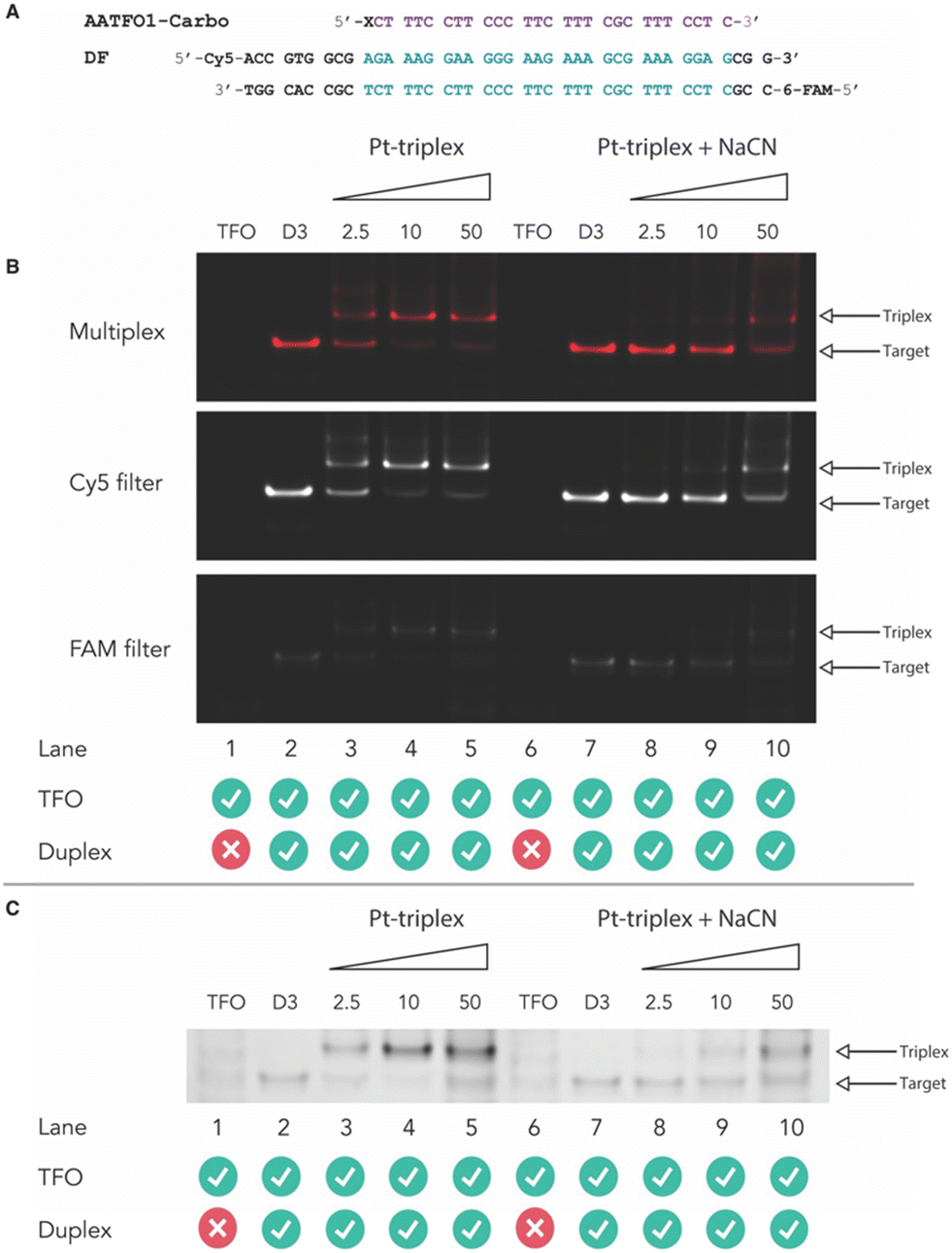 Thiazole orange-carboplatin triplex-forming oligonucleotide (TFO ...