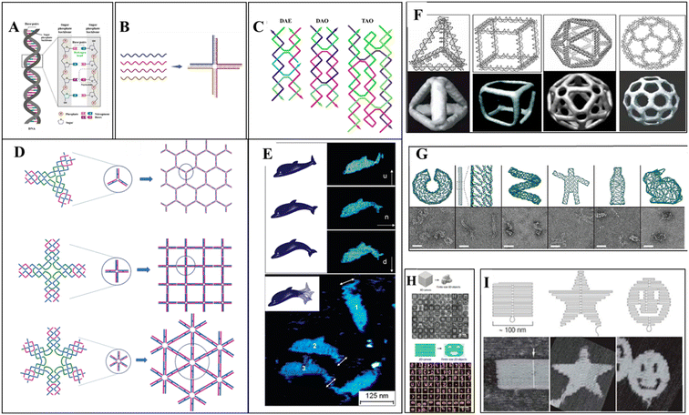 Structural DNA nanotechnology at the nexus of next-generation bio ...