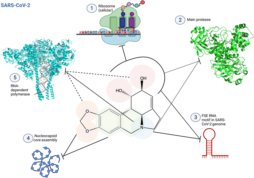 Unveiling Amaryllidaceae alkaloids: from biosynthesis to antiviral ...