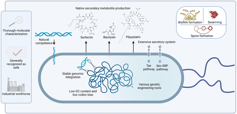 Bacillus subtilis as a host for natural product discovery and engineering of biosynthetic gene ...