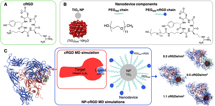 Mechanism of RGD-conjugated nanodevice binding to its target protein ...