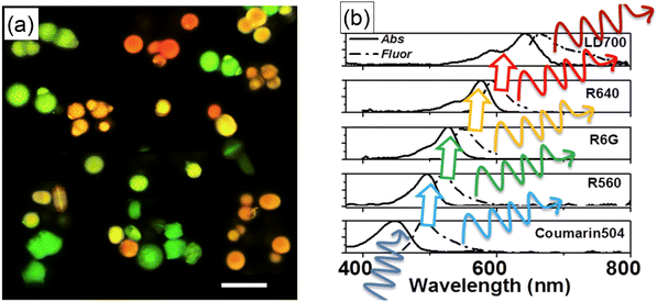 Ultrabright fluorescent particles via physical encapsulation of ...