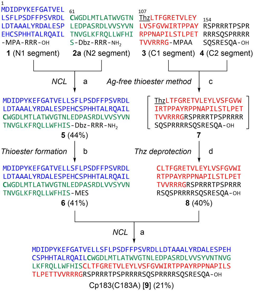 Synthesis of the full-length hepatitis B virus core protein and its capsid formation - Organic ...