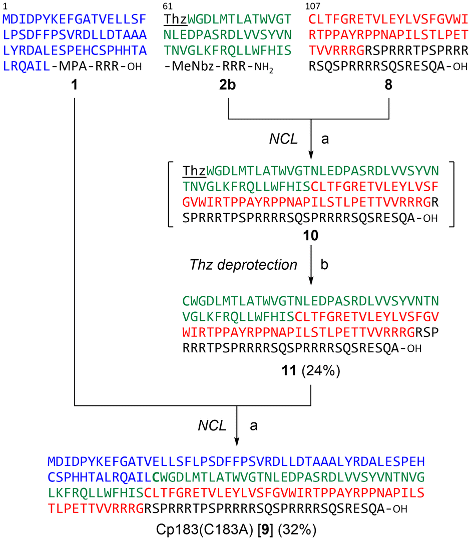 Synthesis of the full-length hepatitis B virus core protein and its capsid formation - Organic ...