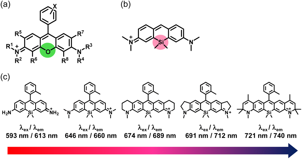 Recent advances in Si-rhodamine-based fluorescent probes for live-cell imaging - Organic ...